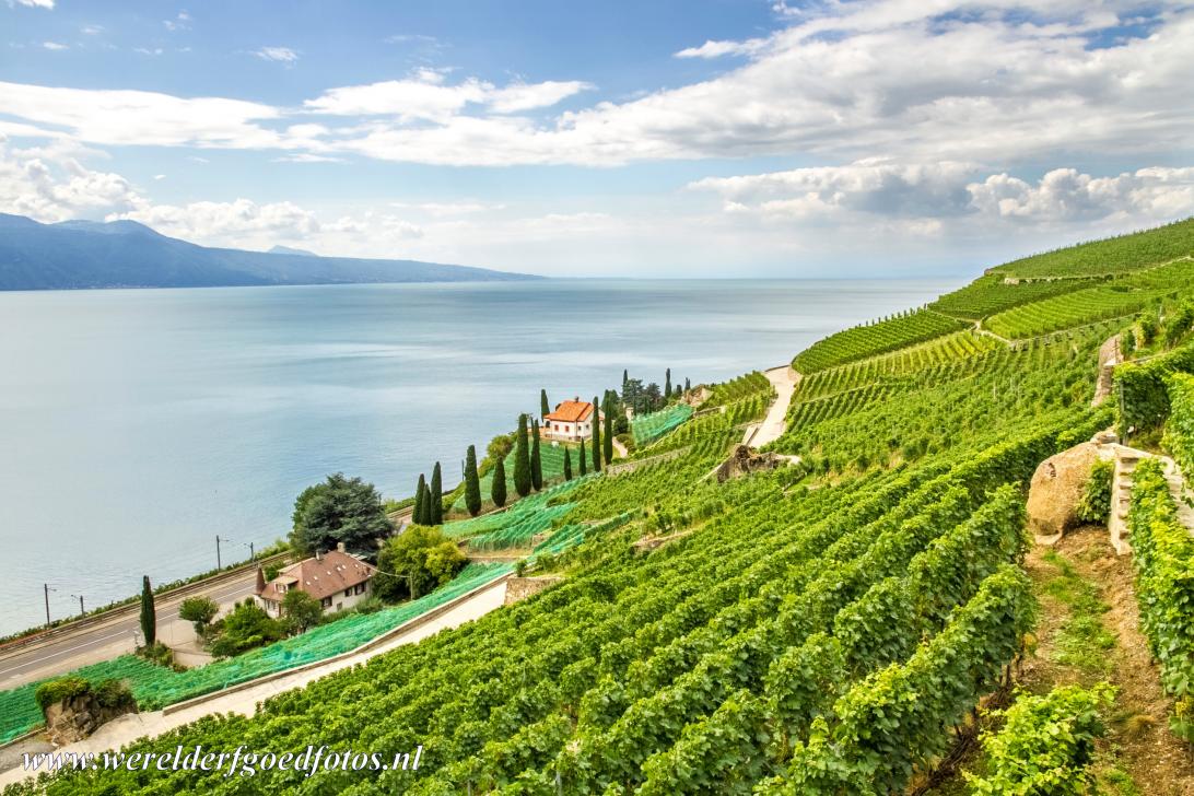 World Heritage Photos - Lavaux, Vineyard Terraces
